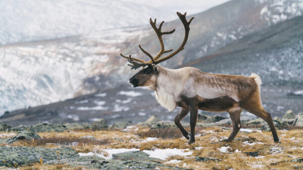 How UV Vision Helps Reindeer Survival in Arctic Conditions | Ocean Optics